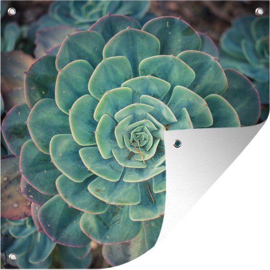 Tuindoek Een Echeveria vetplant van bovenaf - 100x100 cm | bol