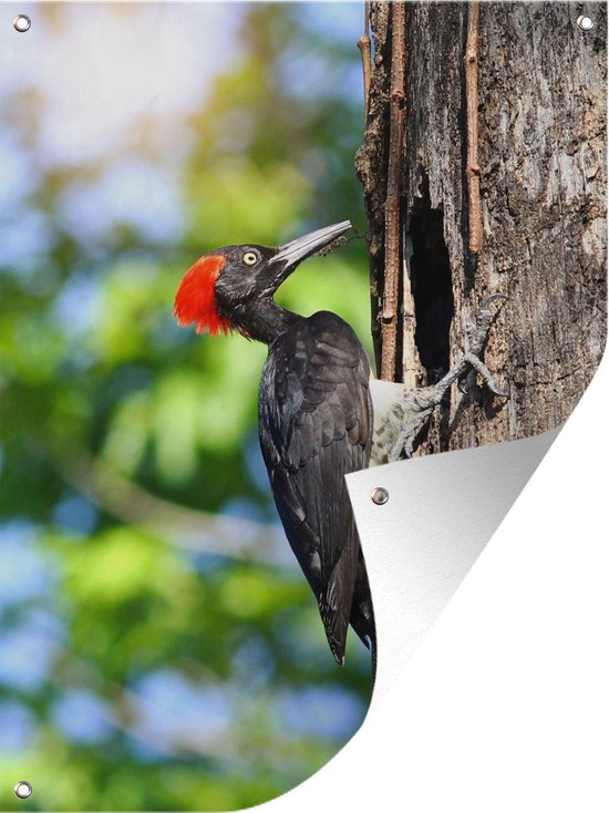 Tuin decoratie Een zwarte specht met mooie rode kuif in de boom - 30x40 ...