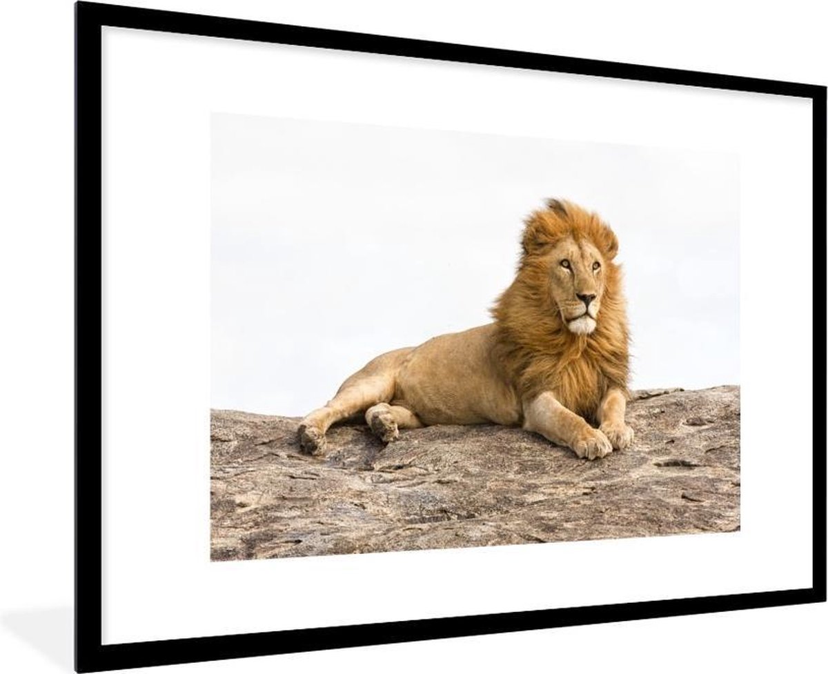 Fotolijst incl. Poster - Leeuw - Manen - Dier - 90x60 cm - Posterlijst ...
