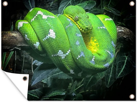 Tuin decoratie Een groene boa constrictor op een tak in het donker ...