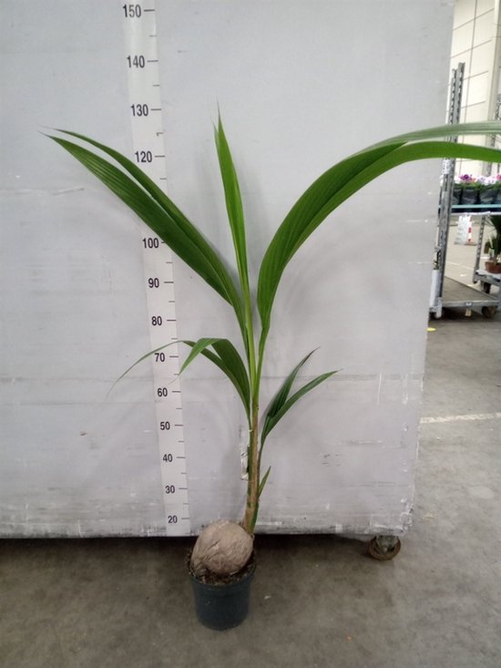 KOKOSPALM KOPEN? Lees eerst deze belangrijkste informatie - 10 tips