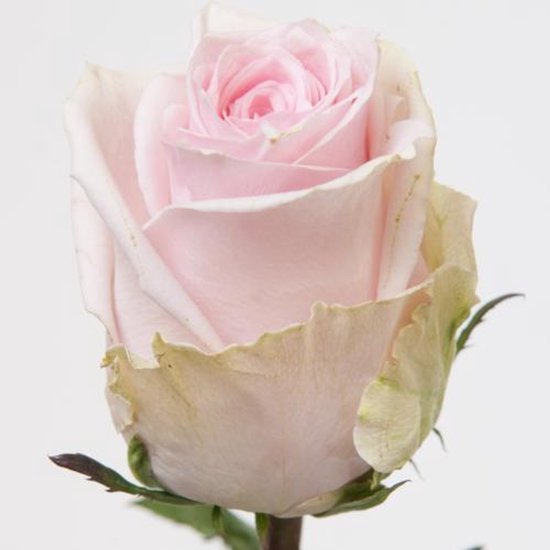 20x Rosa duchesse 50cm | bol