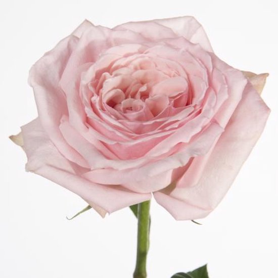 24x Rosa gard.rose o'hara 50cm | bol