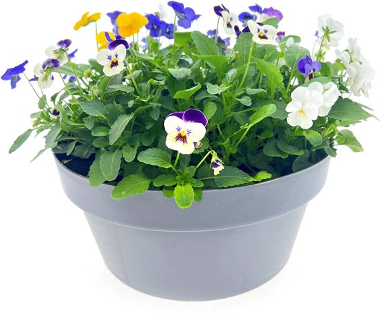Violen in schaal (Ø30cm) - viola cornuta - viooltjes in pot voor terras ...