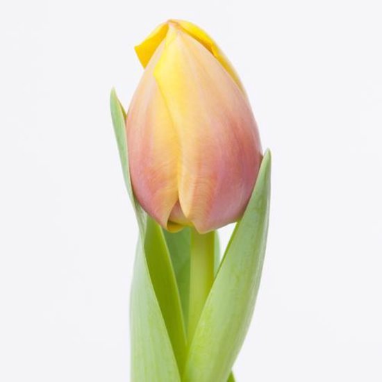 DutchFlowers - Boeket - 50x Tulipa marit 40cm | bol