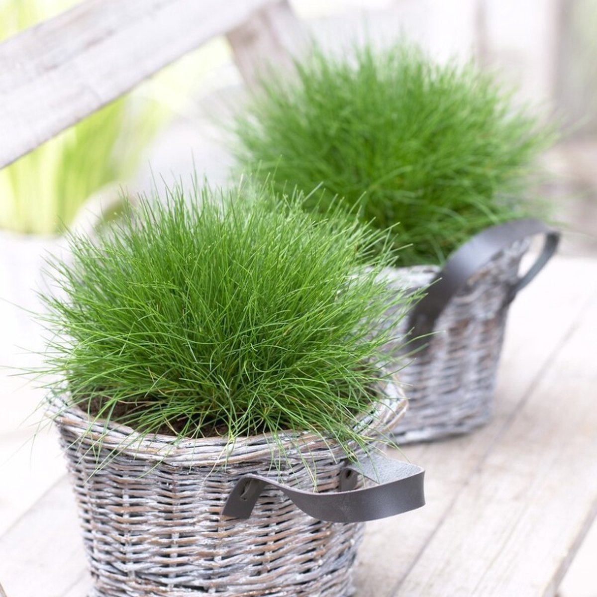 6 x Bearskin ou Fescue - Hardy Ornamental Grass - Festuca gautieri en ...