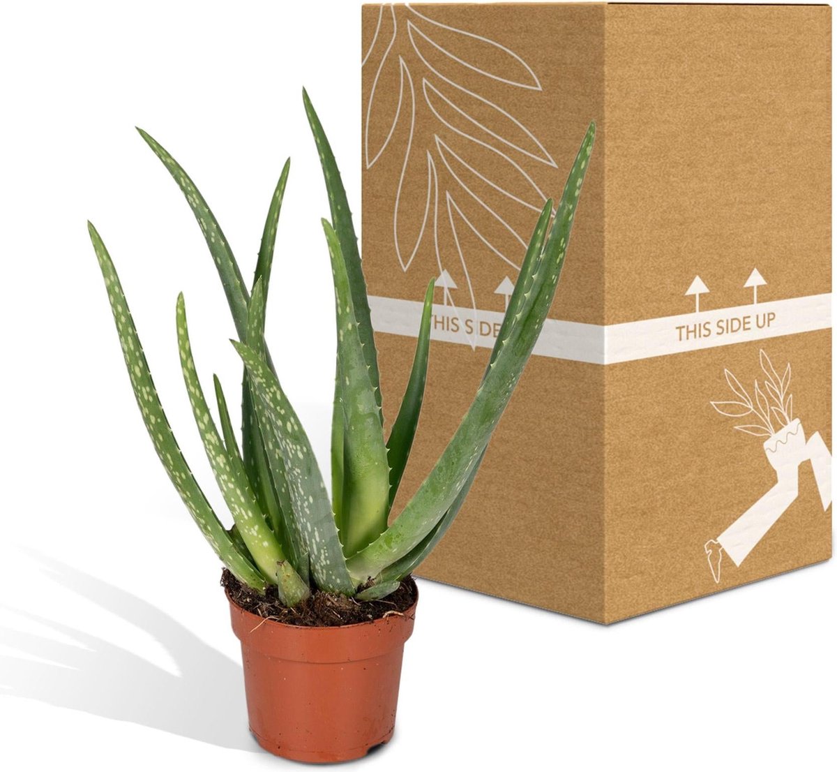 Hello Plants Echte Aloe Vera Plant - Ø 14 cm - Hoogte: 50 cm - Vetplant ...