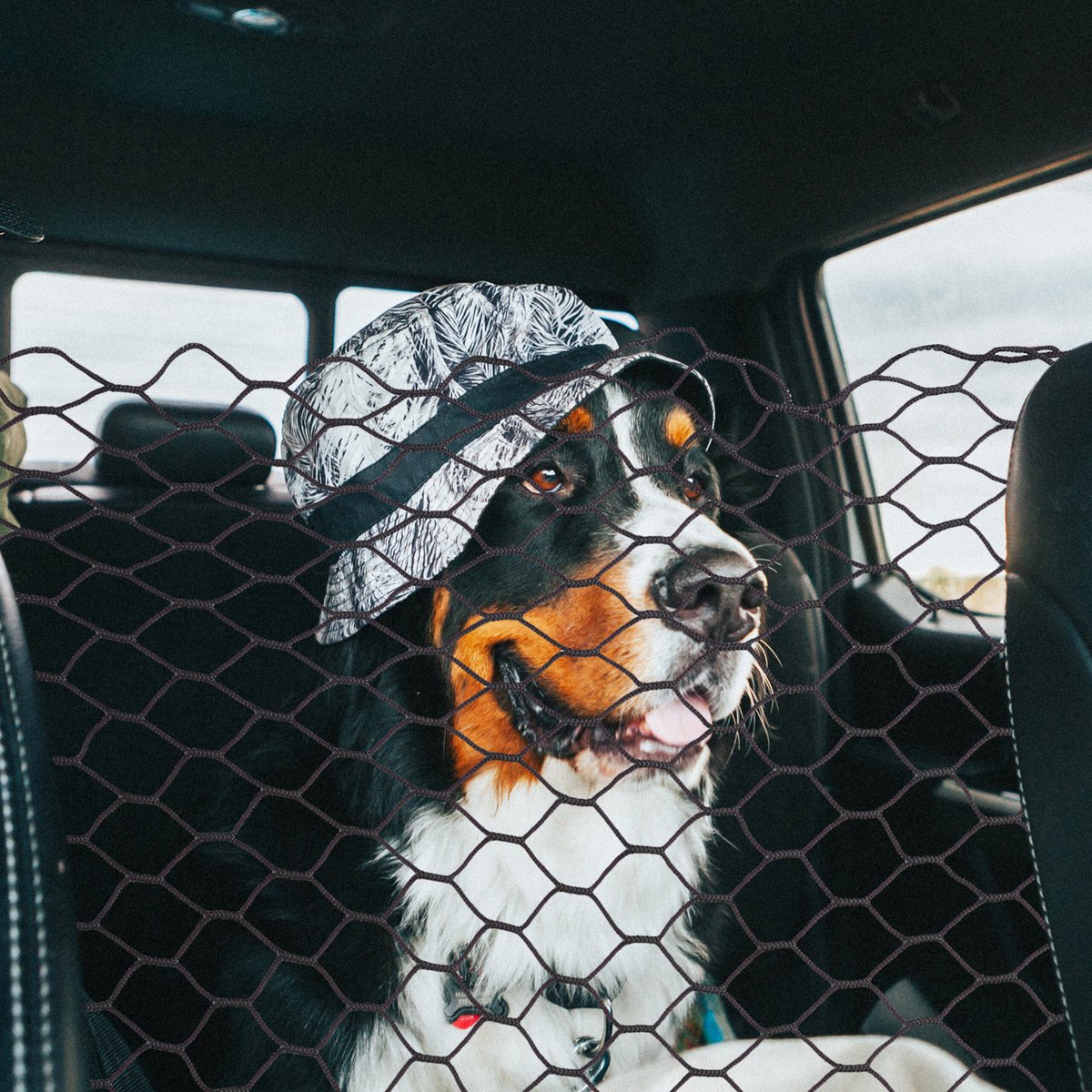 Relaxdays hondennet auto - bagagenet universeel - autonet hond ...