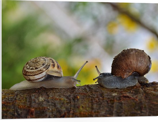 PVC Schuimplaat - Twee Slakken Kruipend over Dikke Tak - 80x60 cm Foto ...