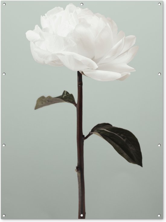 Muurdecoratie buiten Bloemen - Roos - Groen - Wit - Stilleven - 120x160 ...