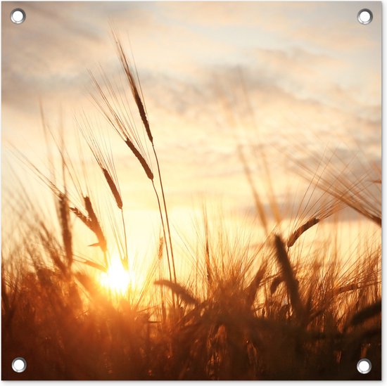 Tuinposters Riet - Gras - Zonsondergang - Natuur - Horizon - 50x50 cm ...