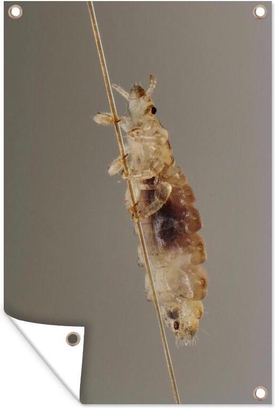 Tuinposters buiten Hoofdluis op haar - 60x90 cm - Tuindoek | bol.com