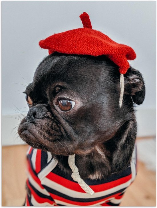 Poster – Zwart Pug Hondje met Gestreept Vestje en Rode Muts - 30x40cm ...