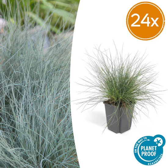 24x blauw schapengras Festuca glauca 'Elijah Bleu' - 10-25cm - Ø9cm ...