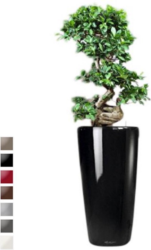 Bonsai in zelfwatergevende Rondo pot | bol.com