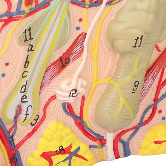 Allecta - Anatomisch 3D Huidmodel, Vergroot 35X, Menselijke ...