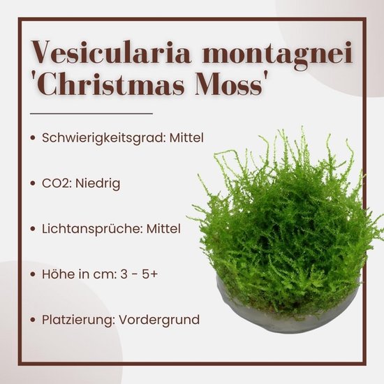 2 Stuks In Vitro Mos Aquariumplanten - Christmas Waterplant Kweekset | bol