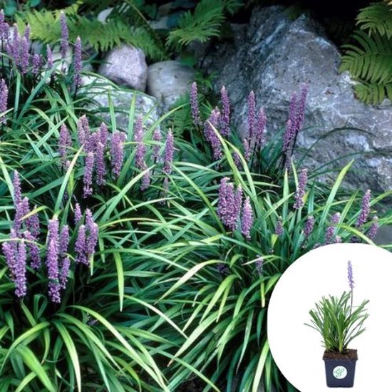 12× Liriope muscari – Wintergroene Vaste Plant – Paarse Bloemen – P9 (0 ...