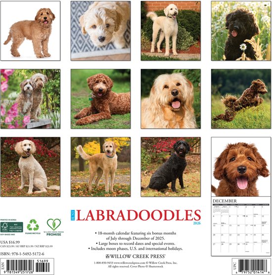 Labradoodle Kalender 2026 | bol