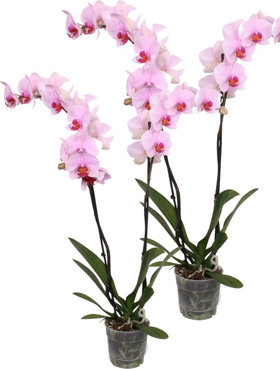 2x Sacramento superdeal Ø11cm | bol.com