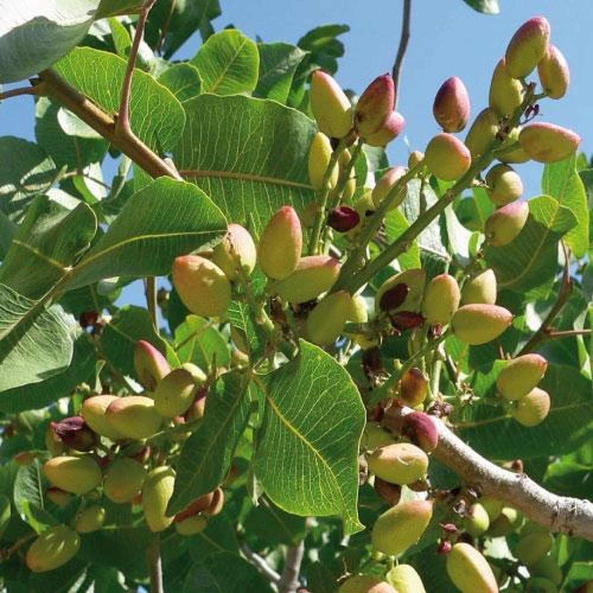 Pistache notenboom - Pistacia Vera | bol