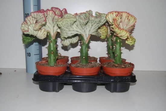 Euphorbia Lactea Cristata met Rode rand. Vetplant. | bol.com