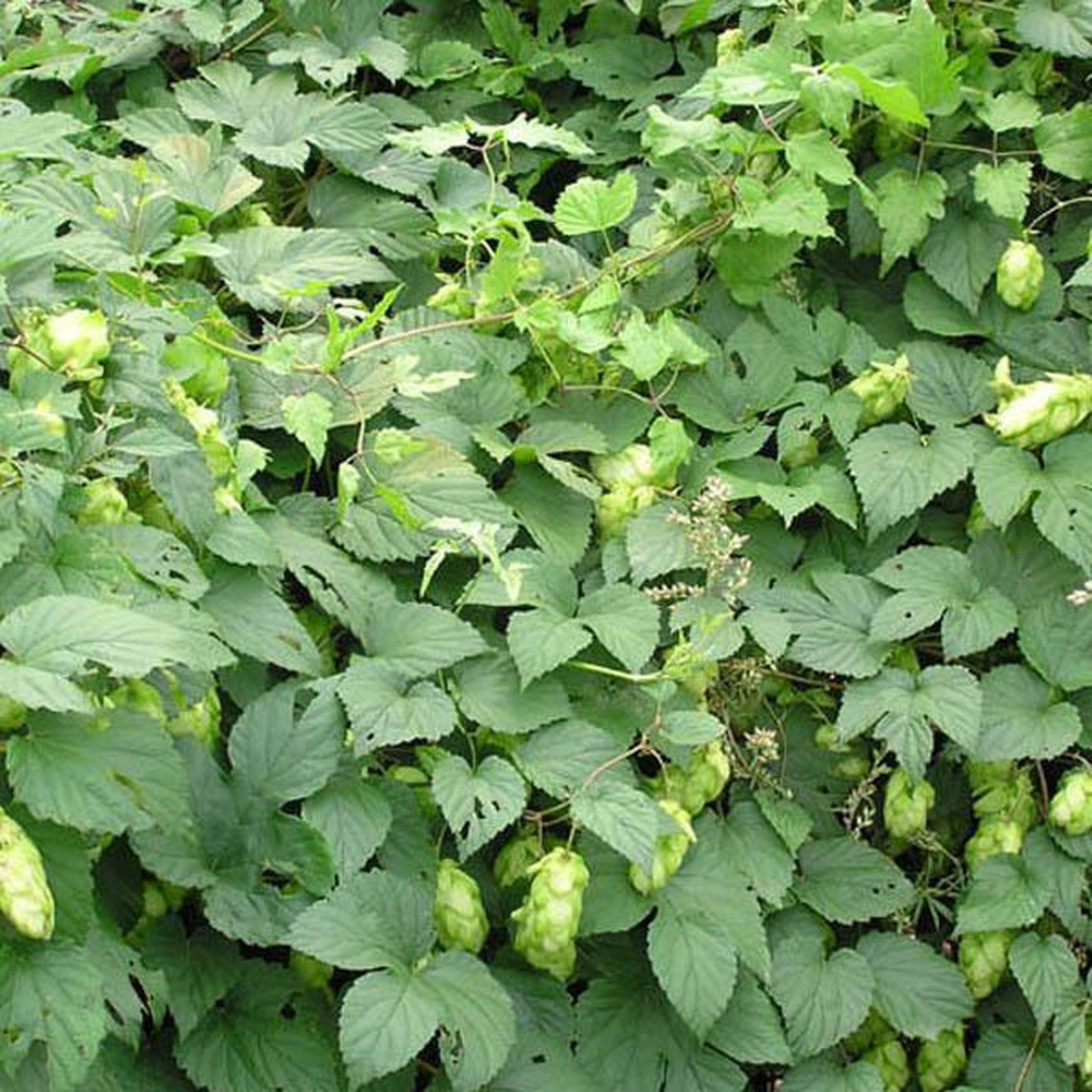3 x Humulus Lupulus - Hop pot 9x9cm | bol.com