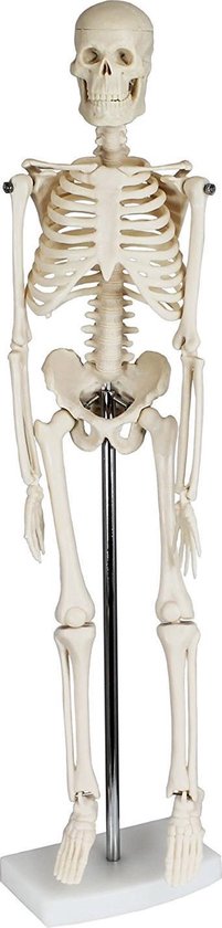 skelet 45 cm anatomie anatomisch | bol.com
