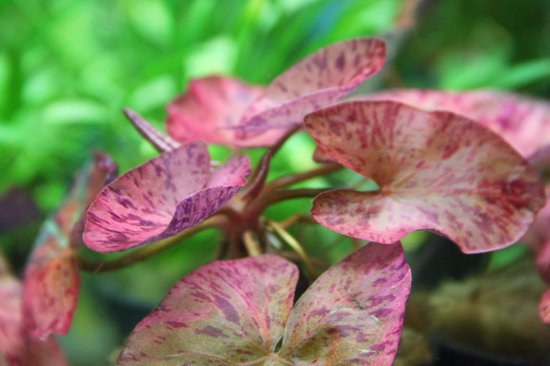 Nymphaea zenkeri rood (rode tijgerlotus) | bol