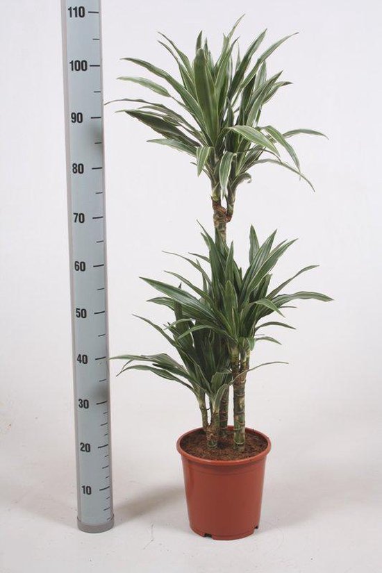 Intraplant Kamerplanten Doorsnede pot 21 cm en hoogte 110 cm, 60-30-15 ...