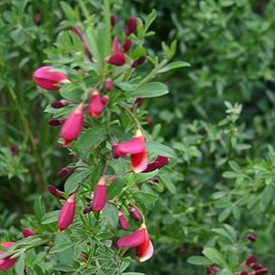 Cytisus 'Burkwoodii' - Brem - 40-60 cm in pot: Struik met roze en witte ...