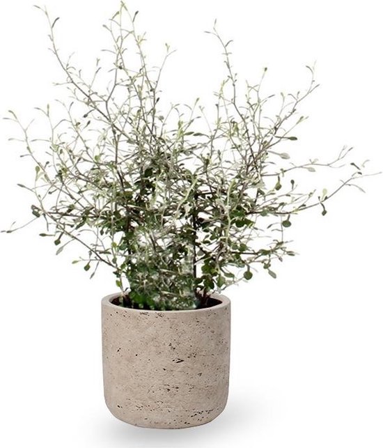 Maori Green Leaf in Charlie Grey Pot | bol