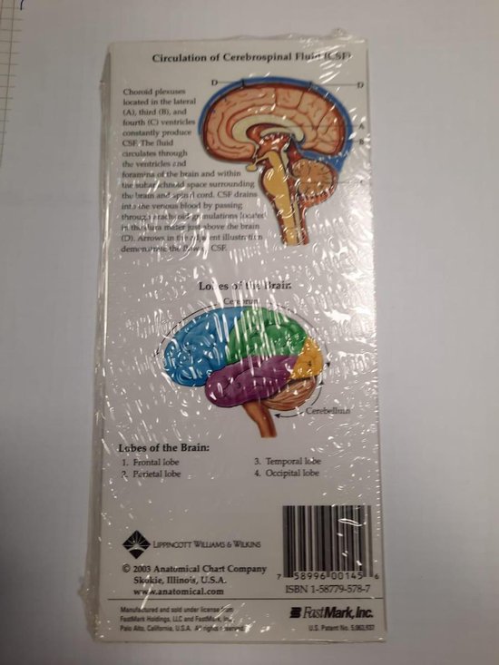 Anatomy of the Brain Study Guide, Lippincott | 0758996001456 | Boeken ...