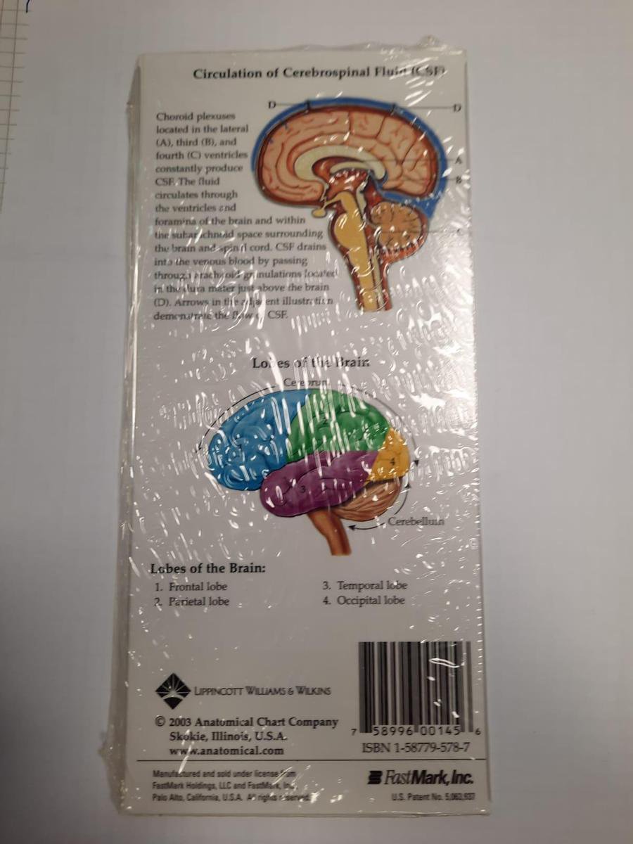 Anatomy of the Brain Study Guide, Lippincott | 0758996001456 | Boeken ...