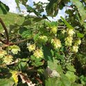 2 x Hop Klimplanten - Humulus Lupulus: Set van 2 Hop Planten ...