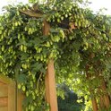 2 x Hop Klimplanten - Humulus Lupulus: Set van 2 Hop Planten ...
