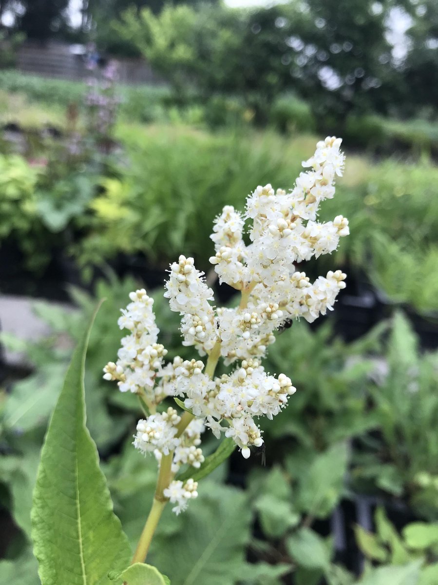 6 x Persicaria polymorpha - Duizendknoop - P9 Pot (9 x 9cm) - Dima ...