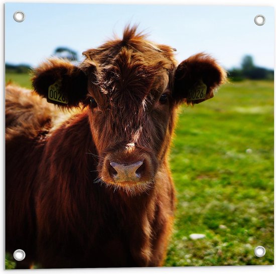 Affiche de jardin - Vache brune dans un vert pâturage - Photo 50x50cm ...