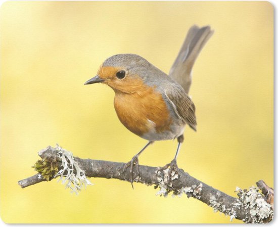 Muismat Roodborstje - Een roodborstje op een tak tegen een gele ...