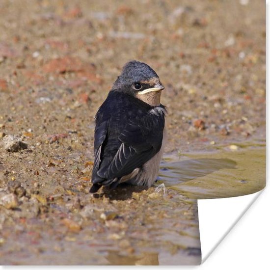 Baby zwaluw 160x120 cm XXL / Groot formaat! - Foto print op Poster ...