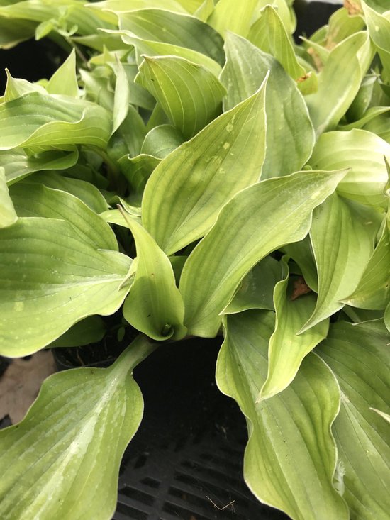 6 x Hosta 'Sparkling Burgundy' (Klein) - Hartlelie - P9 Pot (9 x 9cm ...