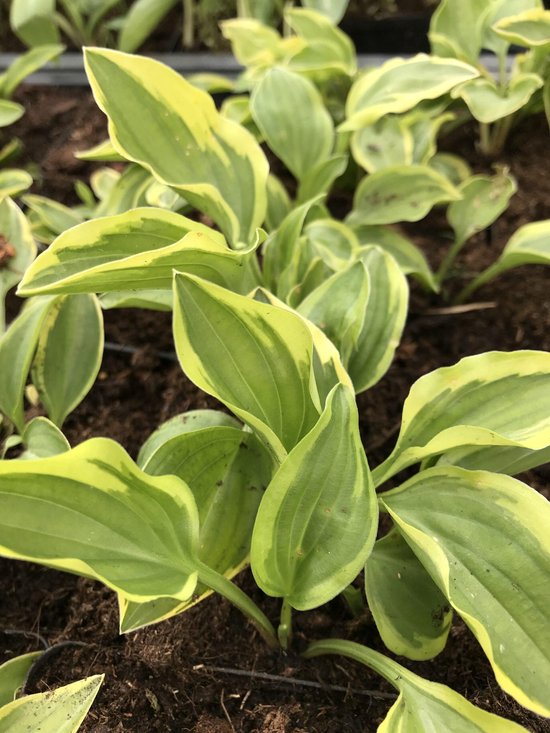 6 x Hosta 'Little Wonder' (Mini) - Hartlelie - P9 Pot (9 x 9cm) - Dima ...