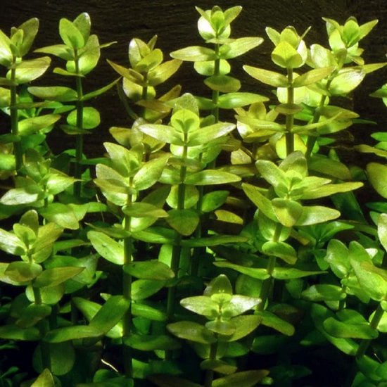 5x Achtergrond Waterplanten Set voor Aquarium: Ludwigia, Bacopa ...