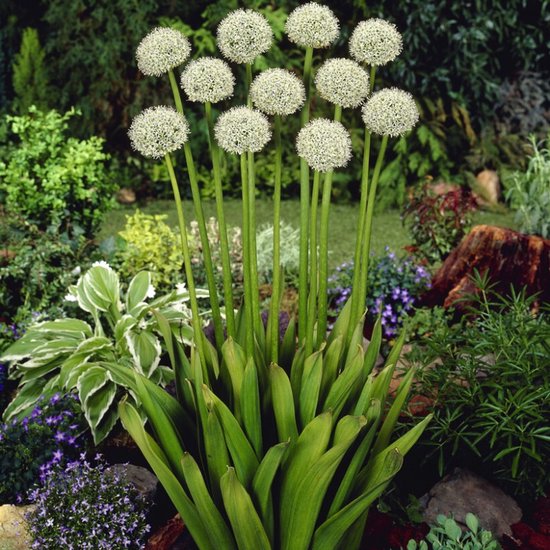 6 x Allium 'Mount Everest' - Sierui In 9x9 pot met hoogte 0-10 cm | bol