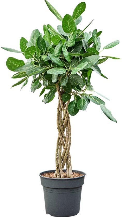 Ficus Audrey gevlochten stam plat | Banyanboom | bol