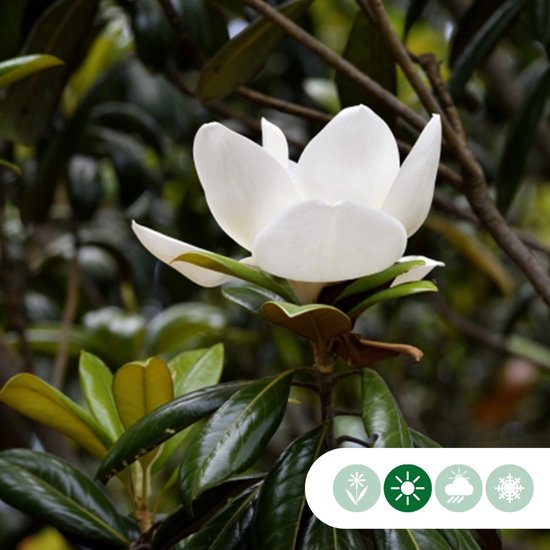 Magnolia grandiflora meerstammig | Magnolia grandiflora 'Galissonière' | Bomenbezorgd.nl | bol