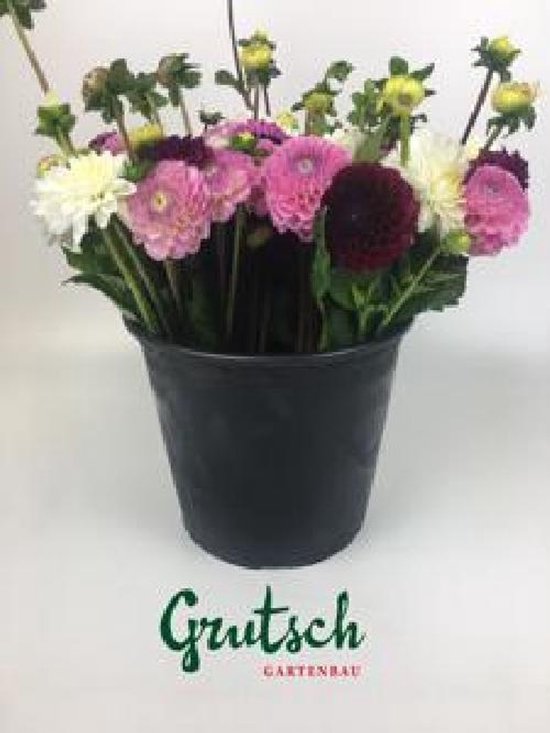 1x Dahl.mix/bos koud 30cm | bol