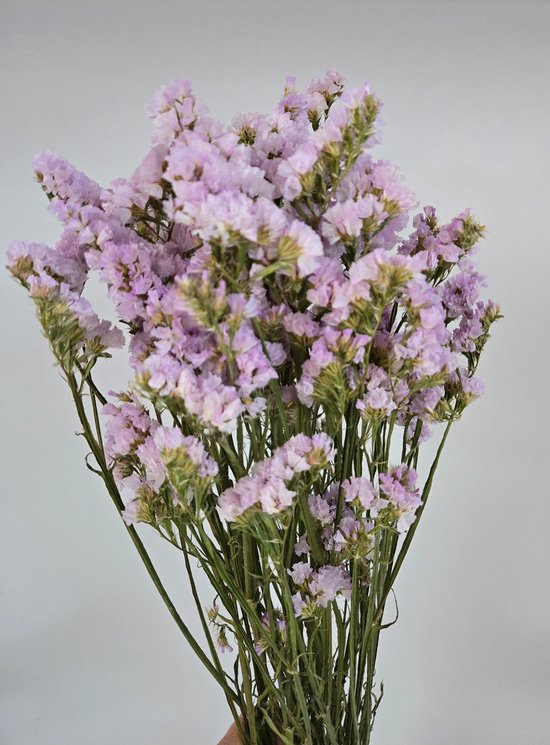 Milkapaarse Statice Sinuata droogbloemen | Lengte ± 70 centimeter | Per ...