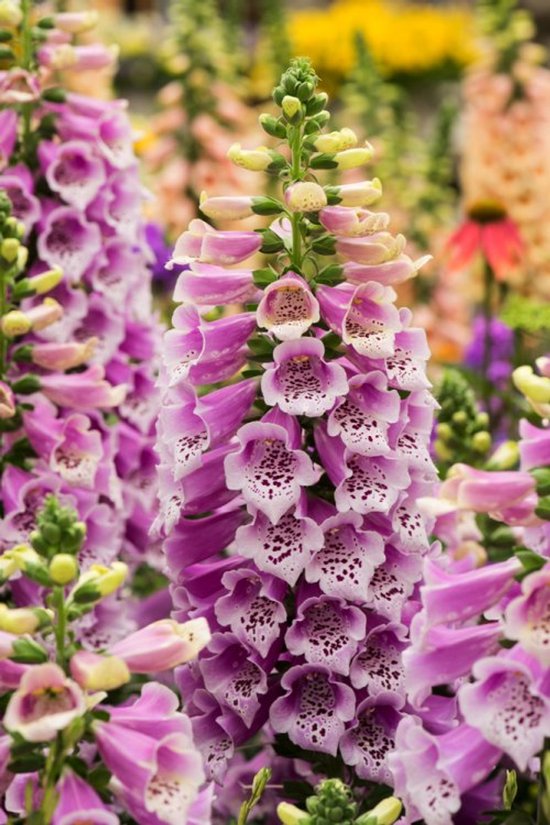 Plantes de jardin - Un ensemble 3 - Digitalis purpurea 'Dalmatian Rose ...