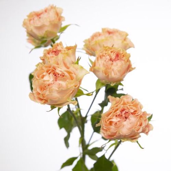10x Rosa fair flow 70cm | bol